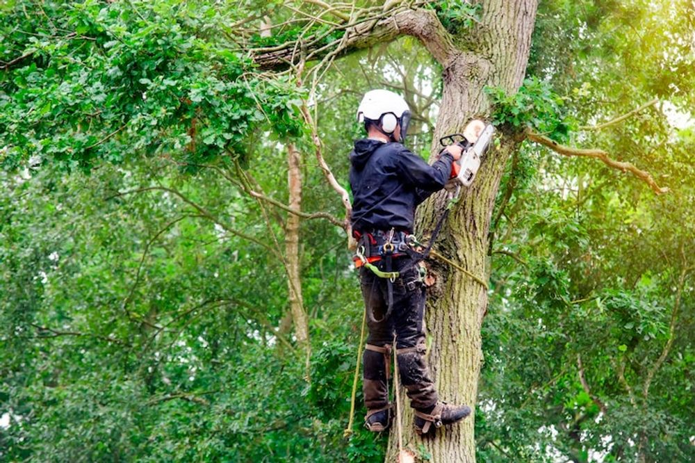 Home - Expert Tree Service