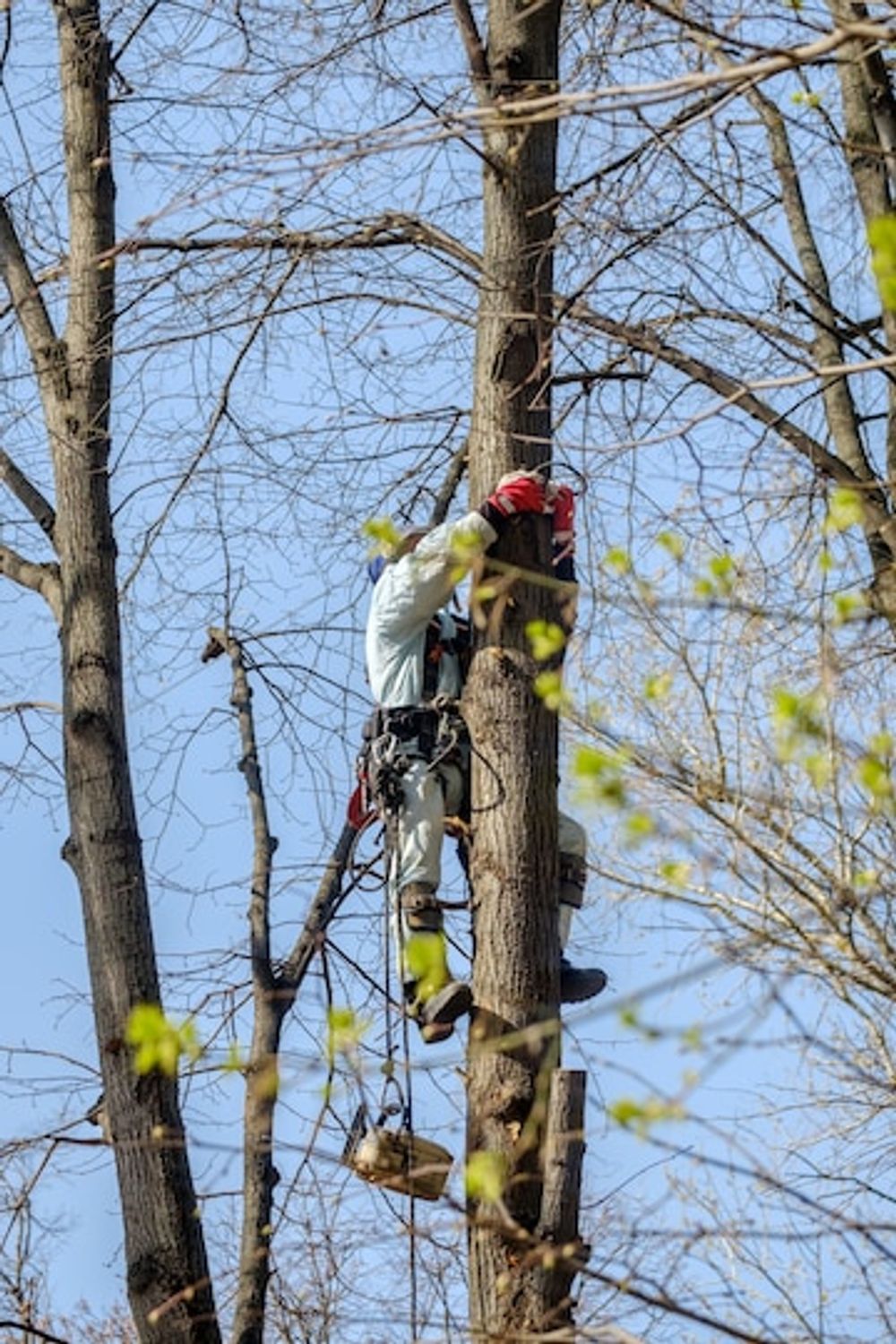 Gallery - Expert Tree Service