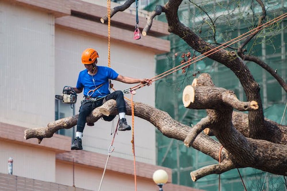 Tree Removal - Expert Tree Service